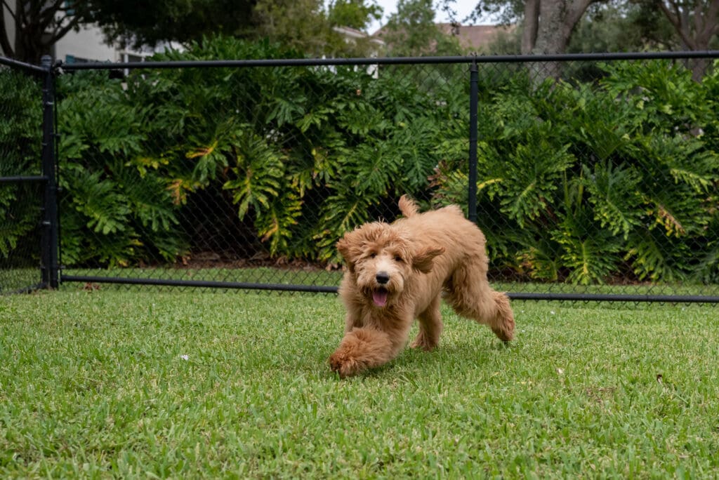 Dog Run Fencing - Gainesville Fence & Deck Pros